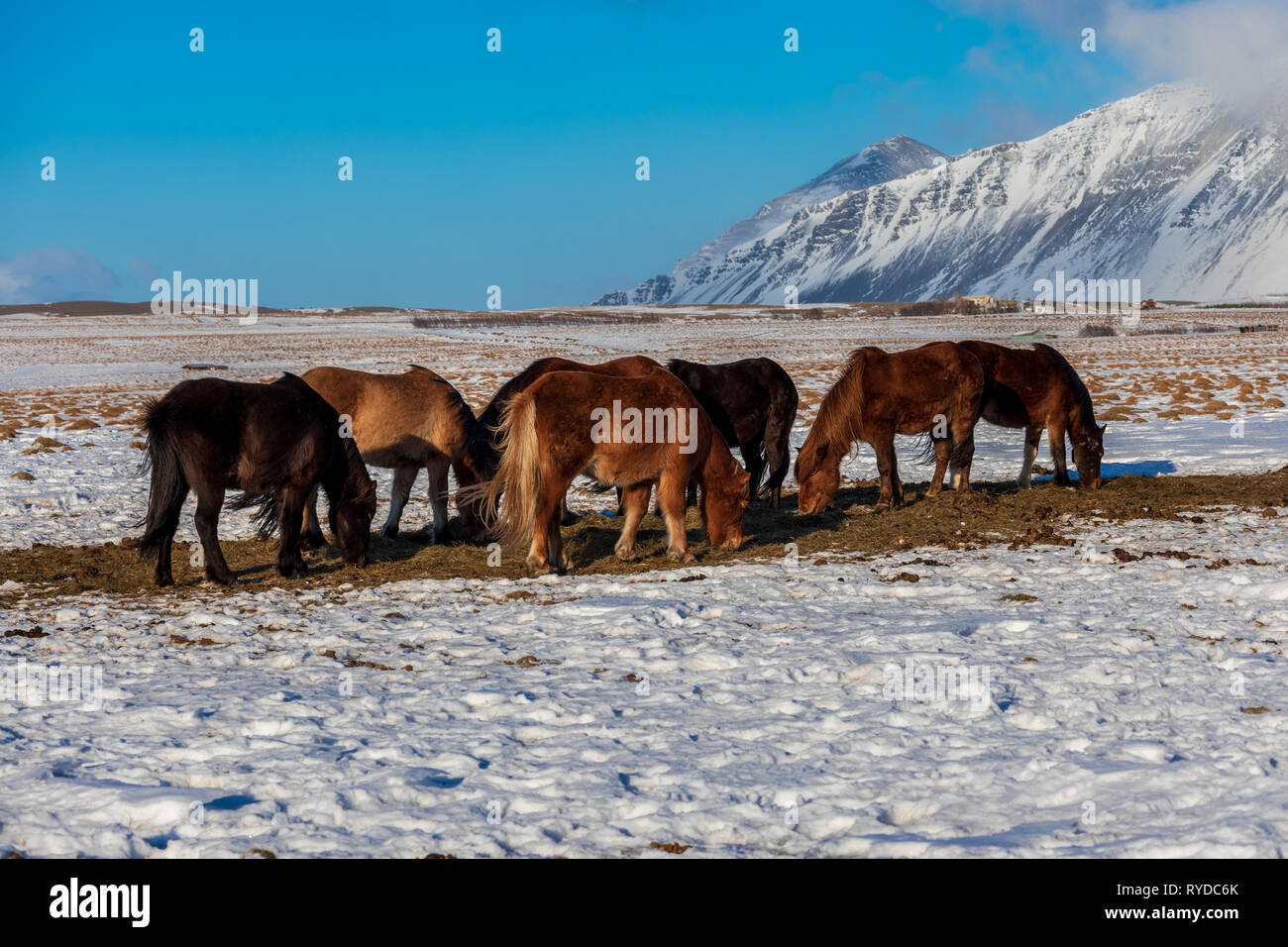 Icelandic Ponies in Winter Stock Photo - Alamy