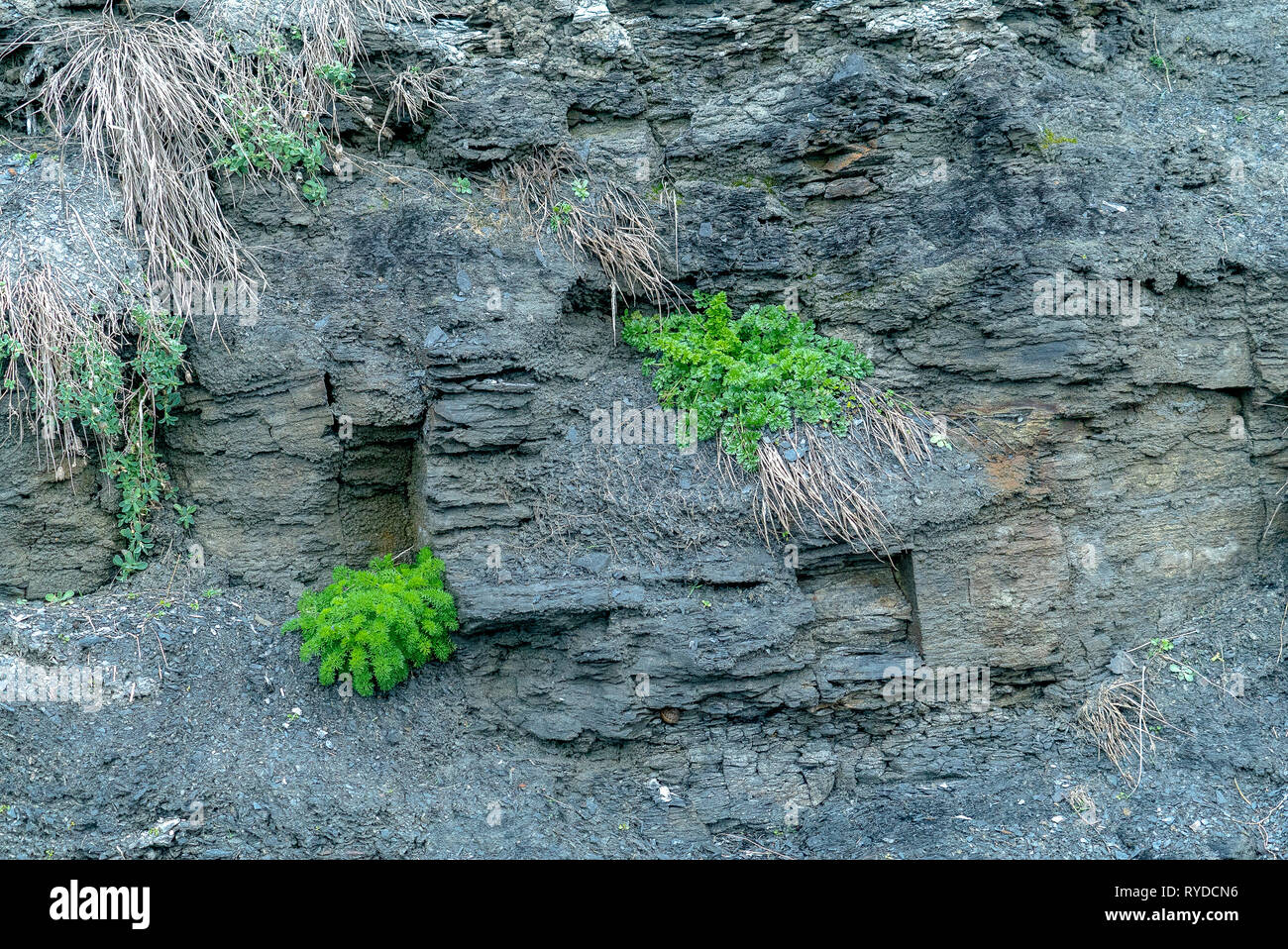 Maple Ledge Dolomite Beds Detail at Kimmeridge Bay in Dorset UK Stock ...