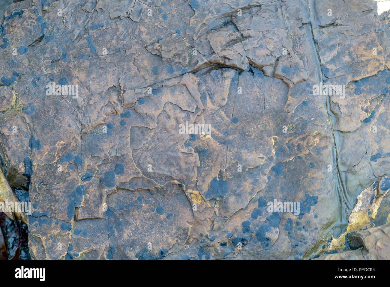 Fossils Exposed on Maple Ledge Dolomite Beds at Kimmeridge Bay in ...