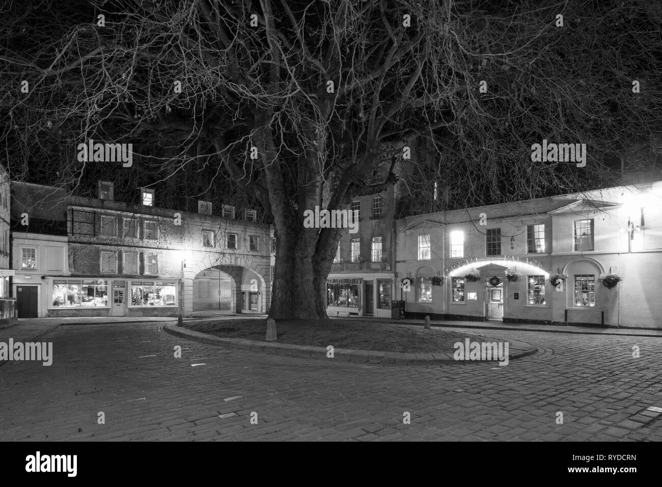 The giant plane tree, Abbey Green,Bath is home to one of the oldest ...