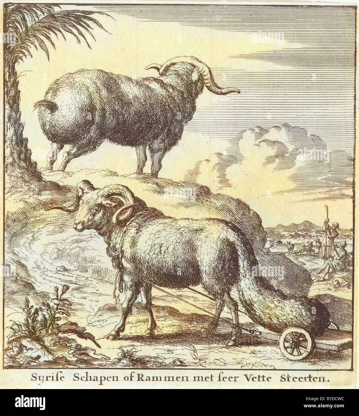 Syrian sheep or ram, Jan Luyken, Willem Goeree, 1683 Stock Photo - Alamy