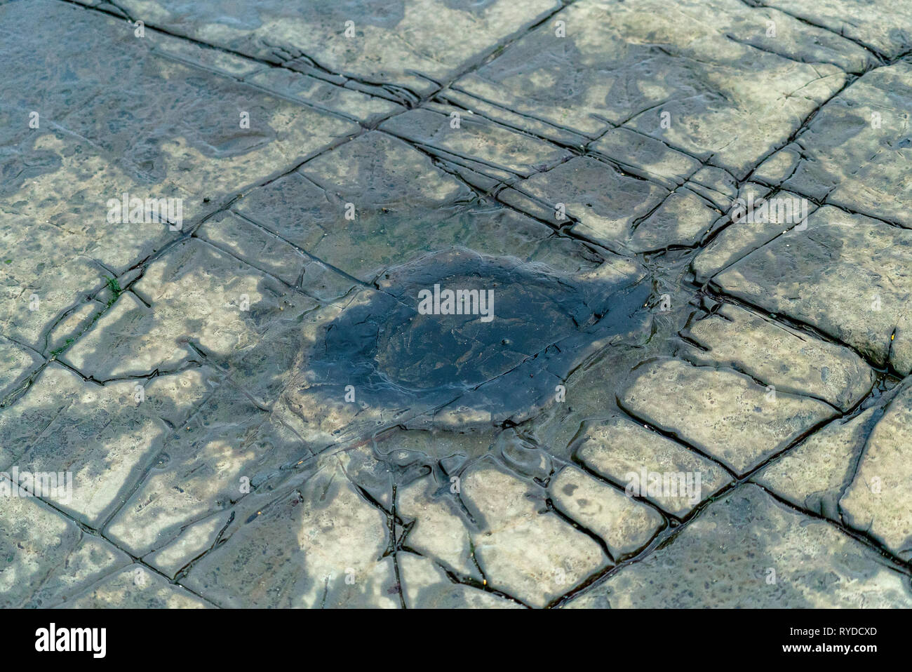 Fossilised tree hi-res stock photography and images - Alamy