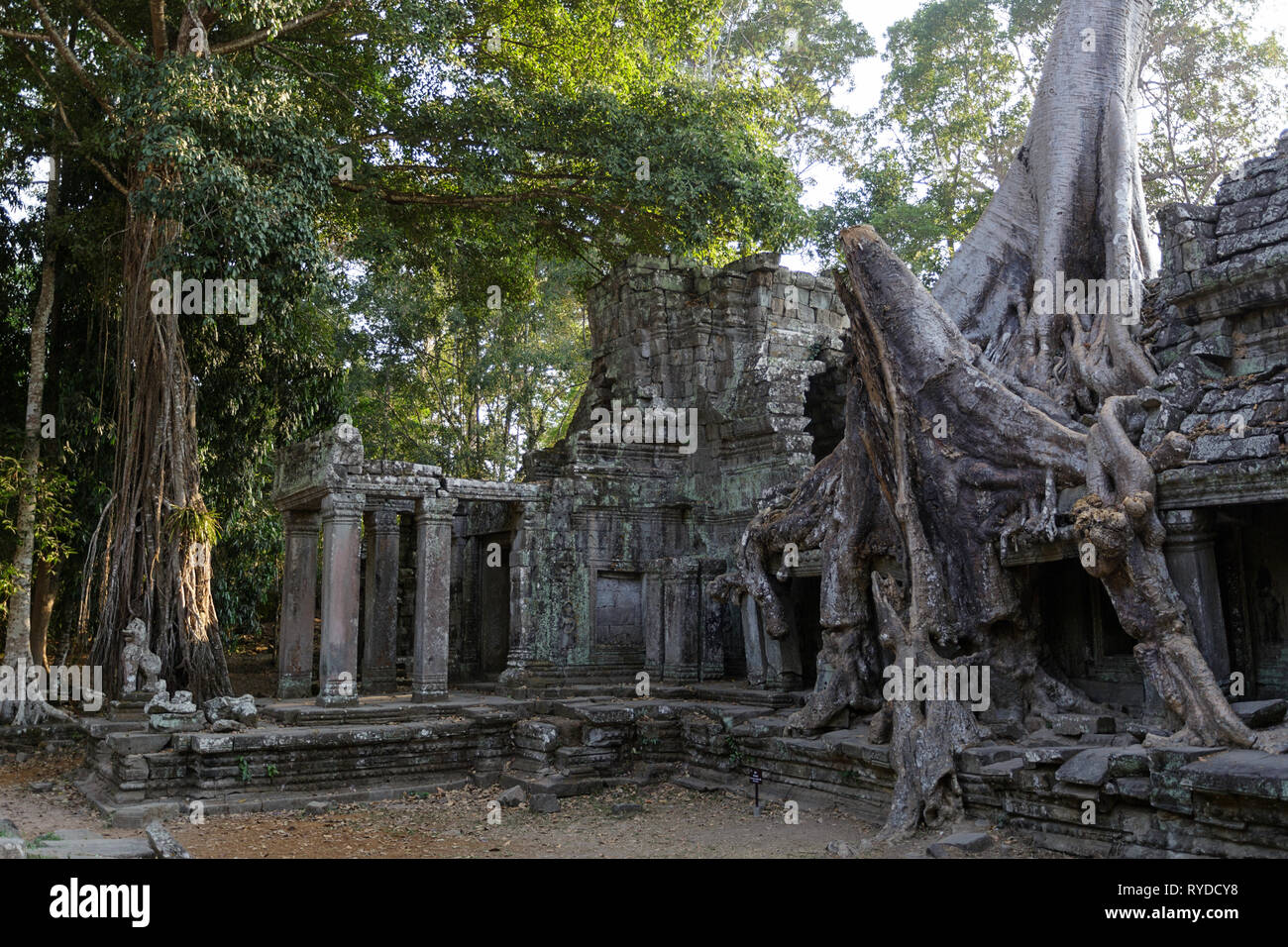 Tree overgrowing the ancient and majestic temple of Preah Khan. Great ...
