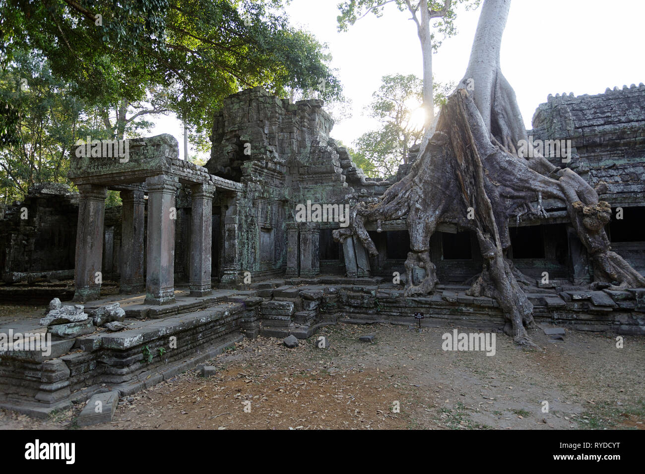Tree overgrowing the ancient and majestic temple of Preah Khan. Great ...