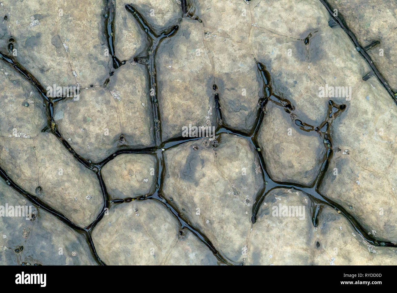 Fossiliferous Vegetation Markings on Maple Ledge Dolomite Beds at ...