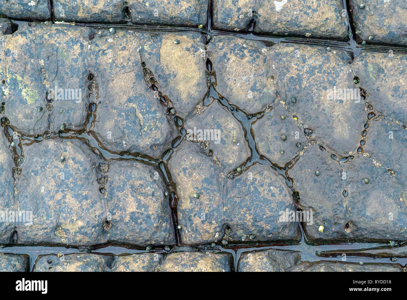Fossiliferous clay hi-res stock photography and images - Alamy