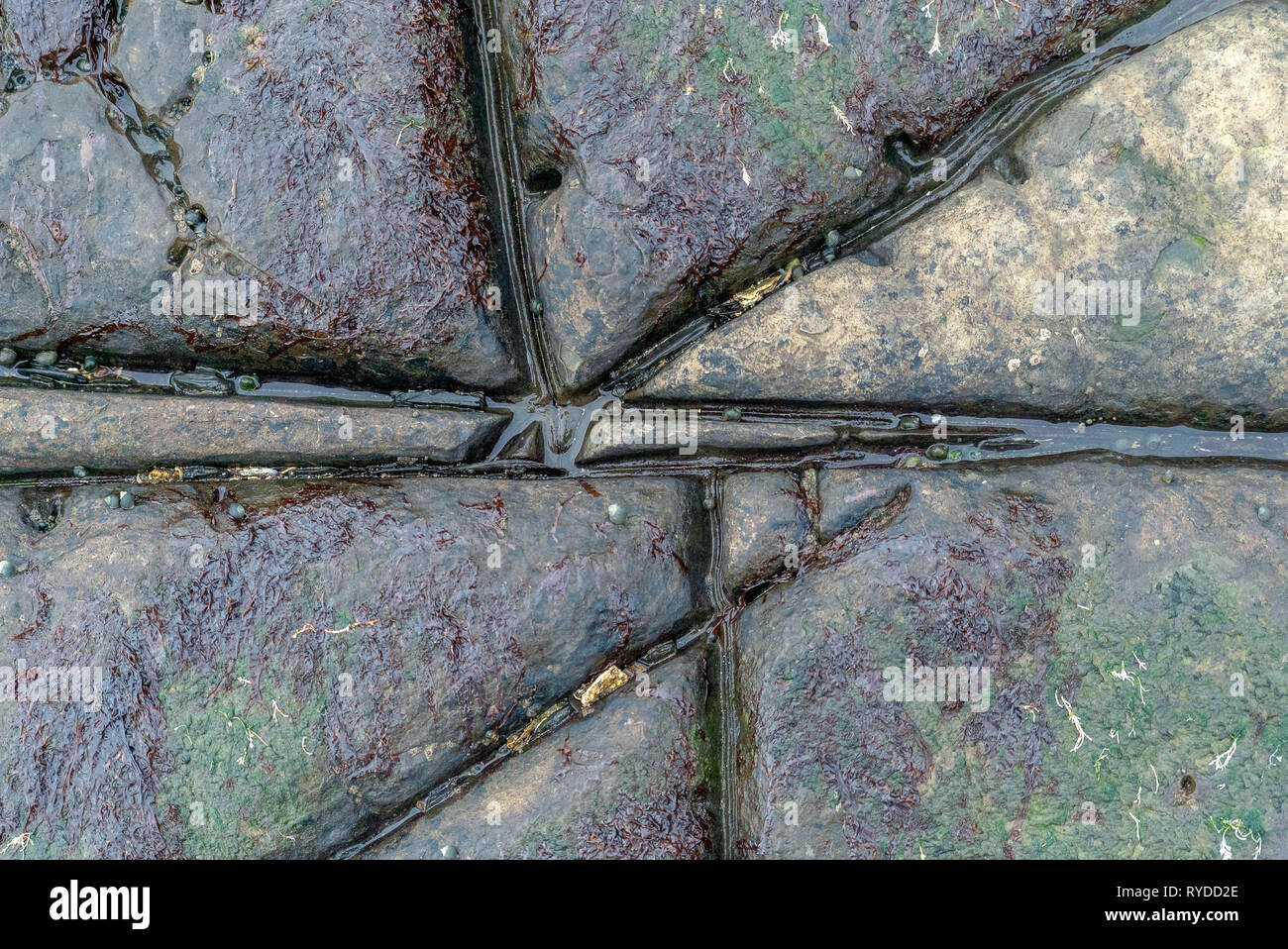 Fossiliferous Vegetation Markings on Maple Ledge Dolomite Beds at ...