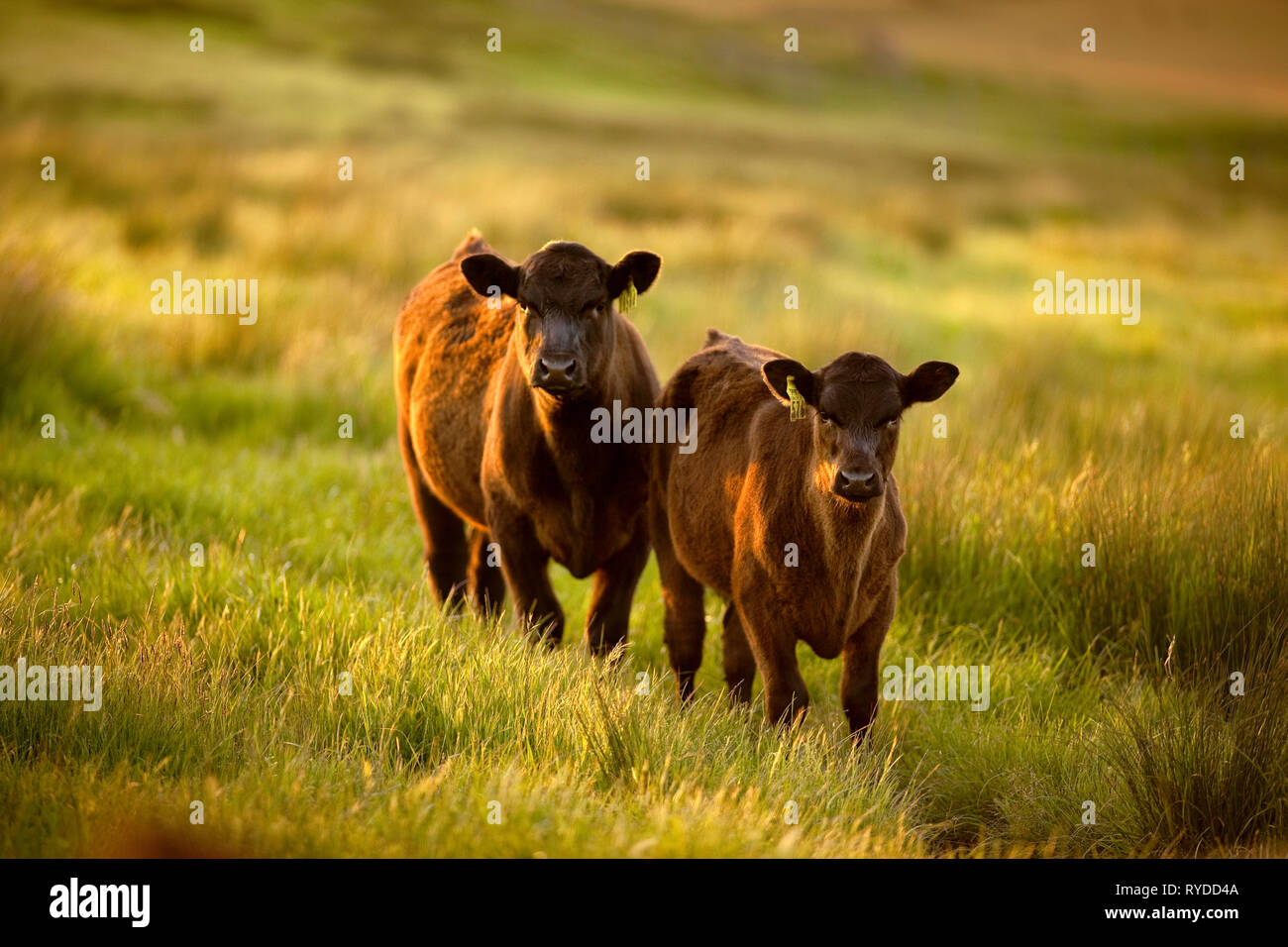 Group cows stands in hi-res stock photography and images - Alamy