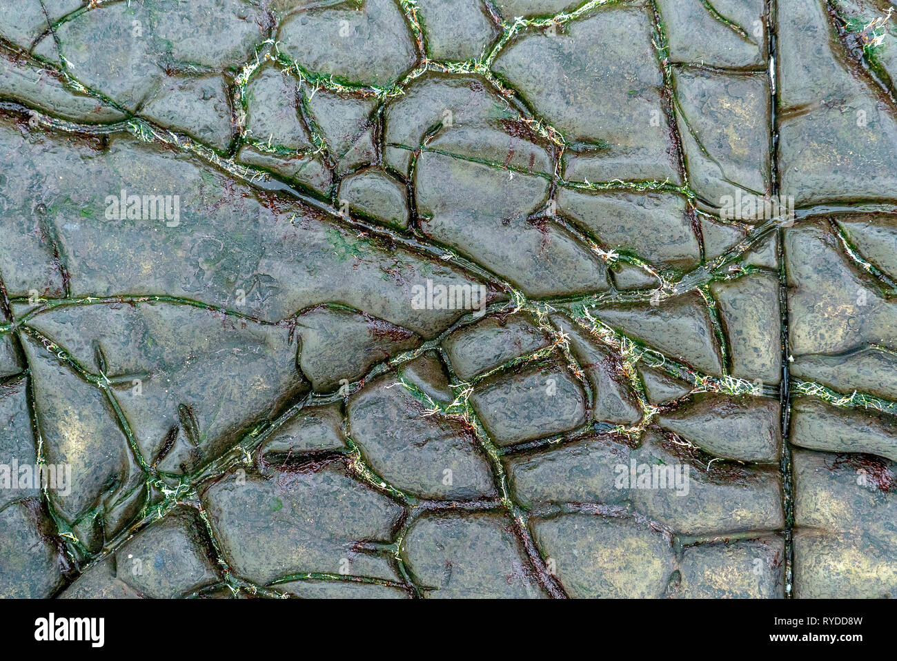 Fossiliferous clay hi-res stock photography and images - Alamy