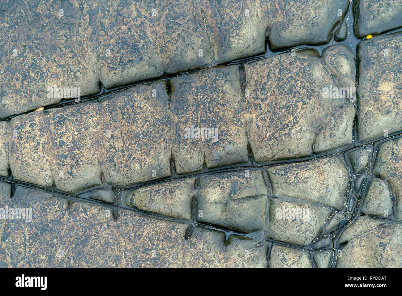 Fossiliferous Vegetation Markings on Maple Ledge Dolomite Beds at ...