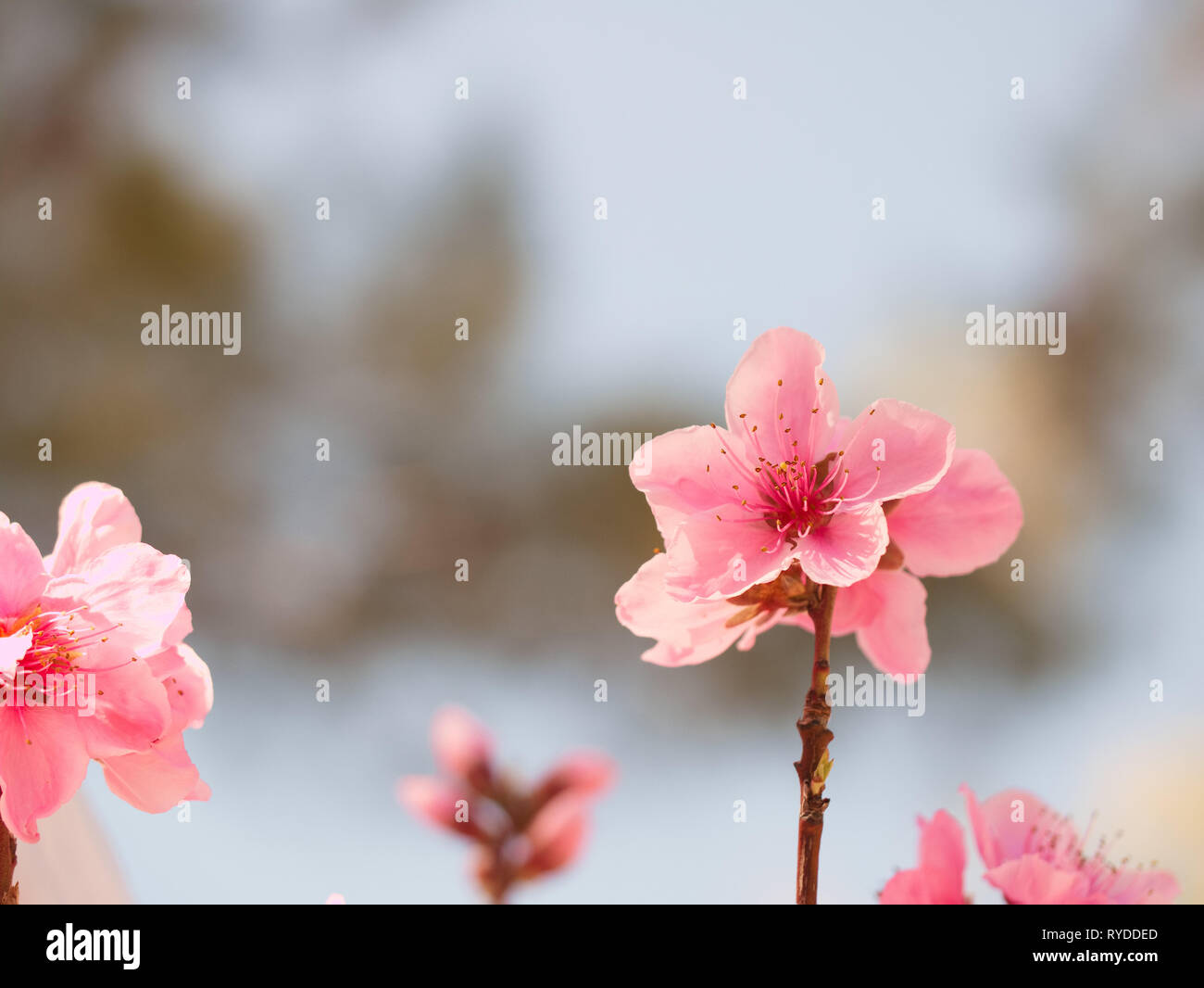 Bright pink and magenta peach tree fruit flowers on a vertical stem ...