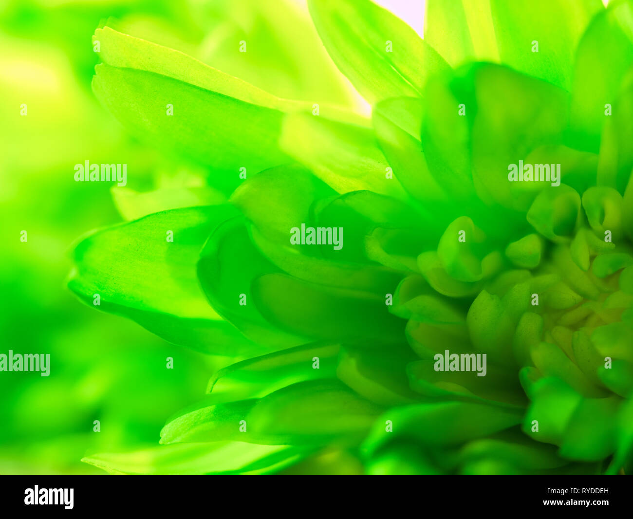 Neon green hi-res stock photography and images - Alamy