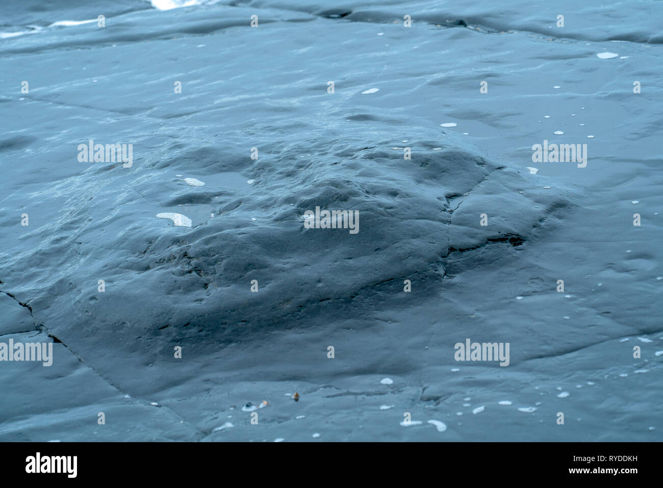 Fossilised Tree Stump Exposed on Maple Ledge Dolomite Beds at ...