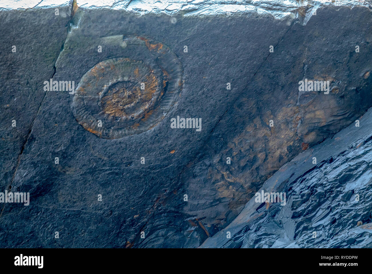 Fossils Exposed on Maple Ledge Dolomite Beds at Kimmeridge Bay in ...