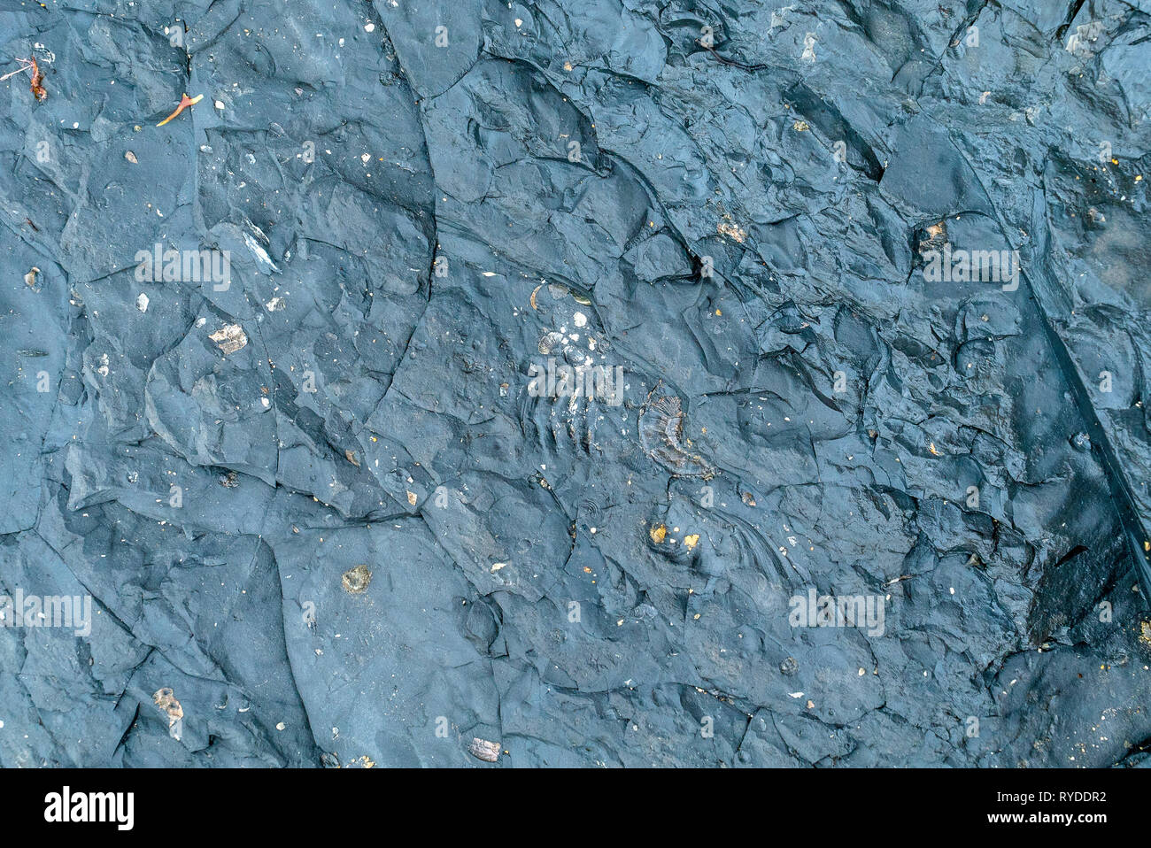Fossils Exposed on Maple Ledge Dolomite Beds at Kimmeridge Bay in ...