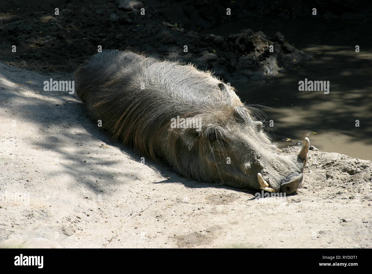 Warthog at Kansas City Zoo Stock Photo - Alamy