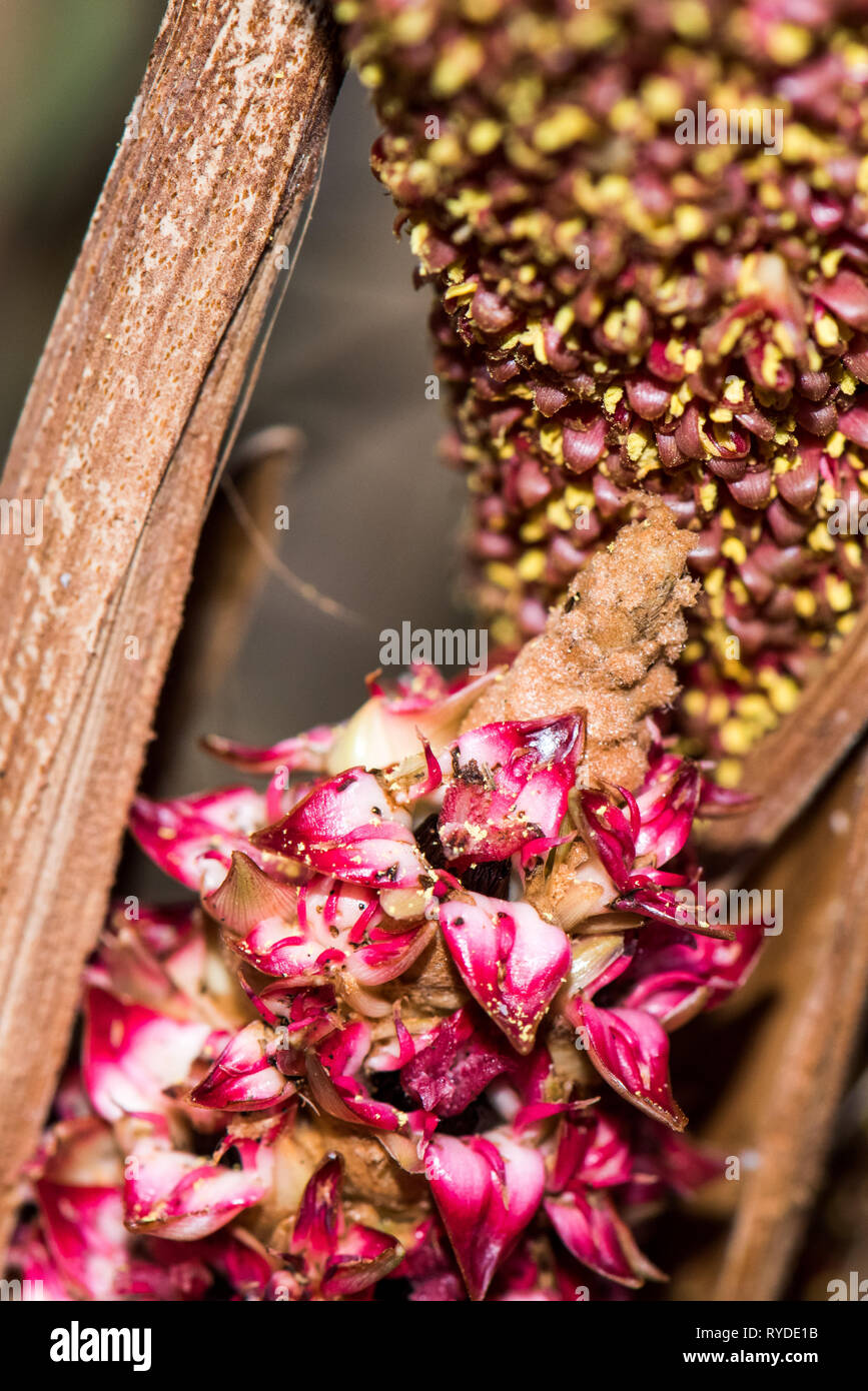 Salak (Salacca zalacca) is a species of palm tree native to Java and ...