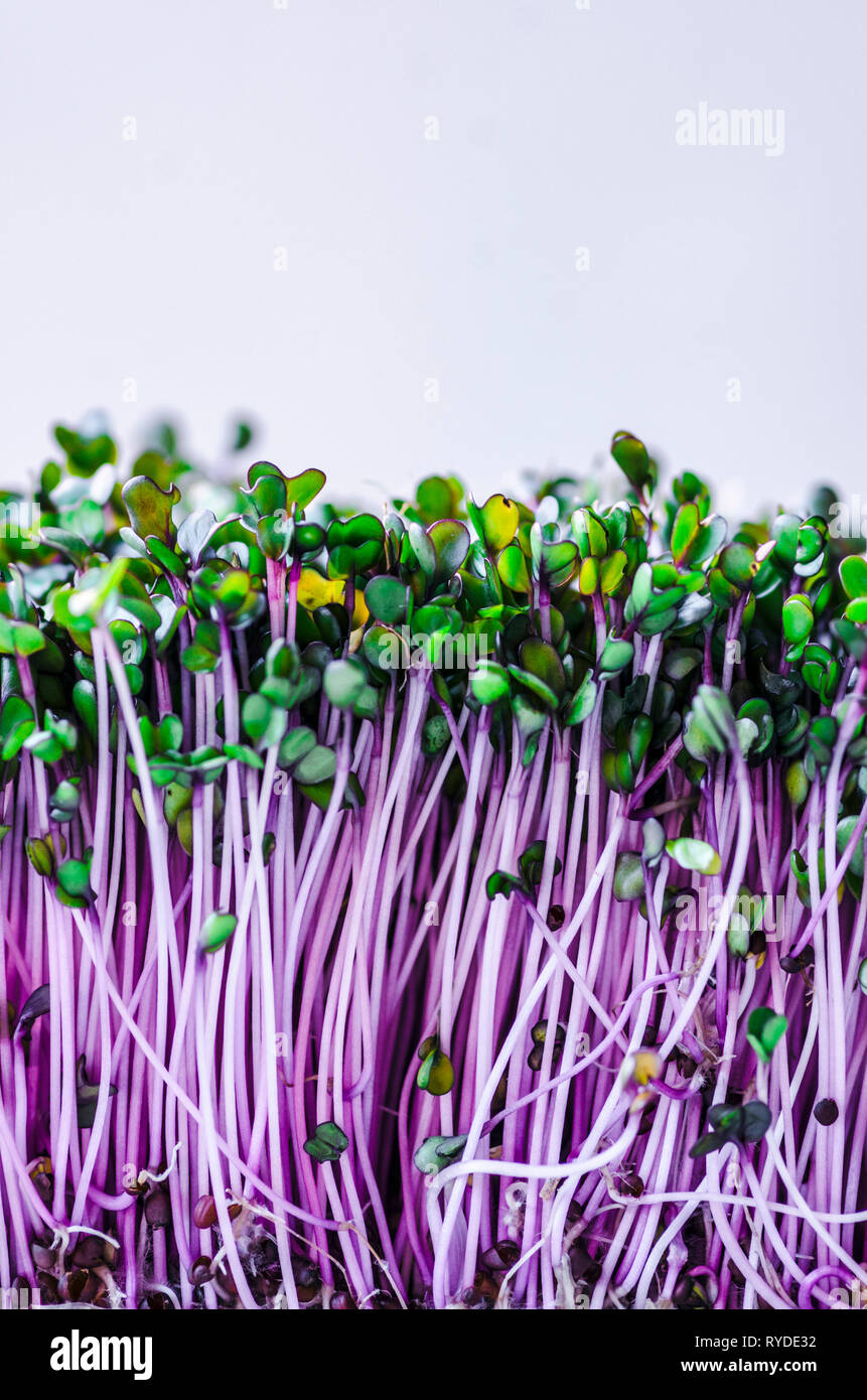 Purple Microgreens on White Background Stock Photo - Alamy