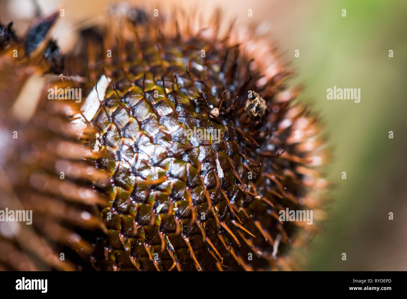 Salak (Salacca zalacca) is a species of palm tree native to Java and ...