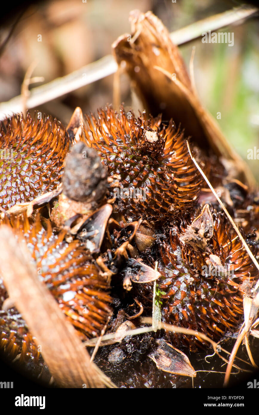 Salak (Salacca zalacca) is a species of palm tree native to Java and ...