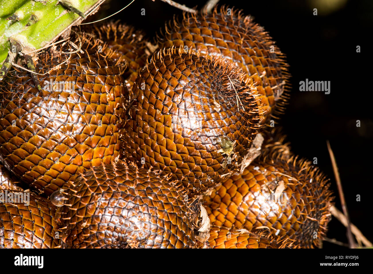 Salak (Salacca zalacca) is a species of palm tree native to Java and ...