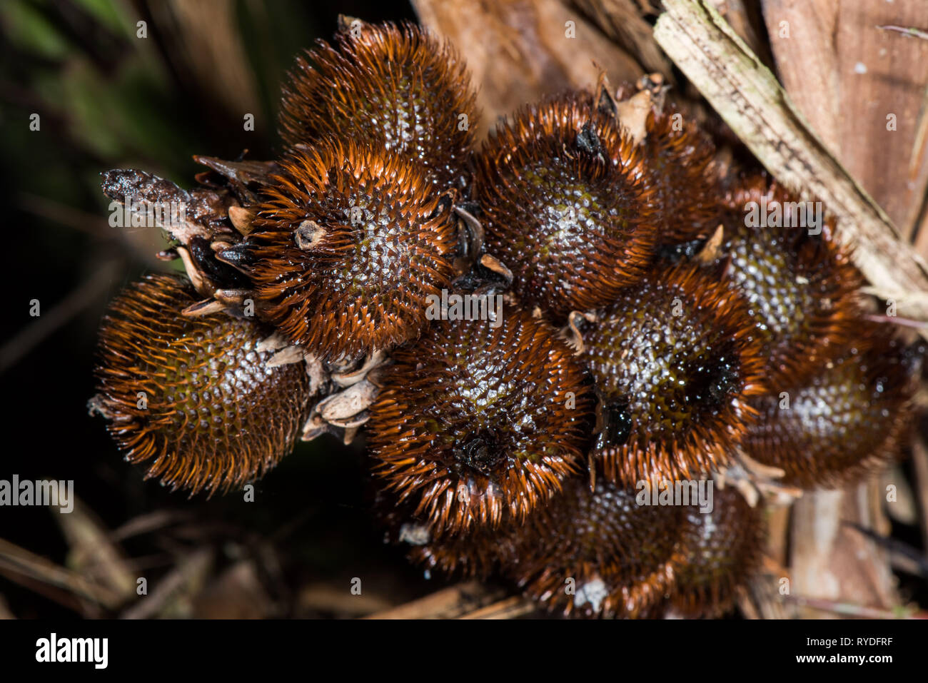 Snakes of java hi-res stock photography and images - Alamy