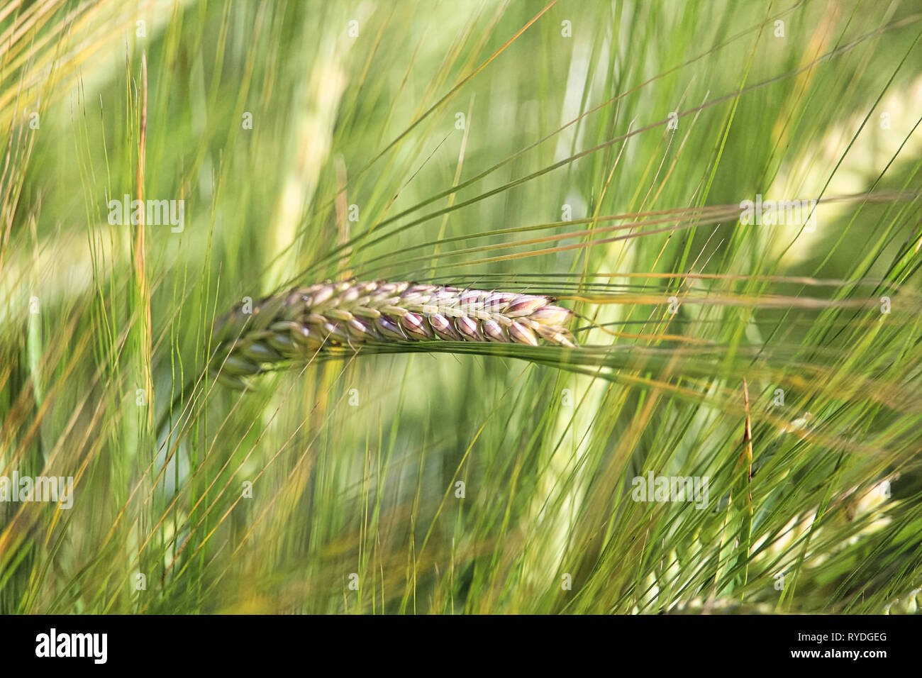 Barley head hi-res stock photography and images - Alamy