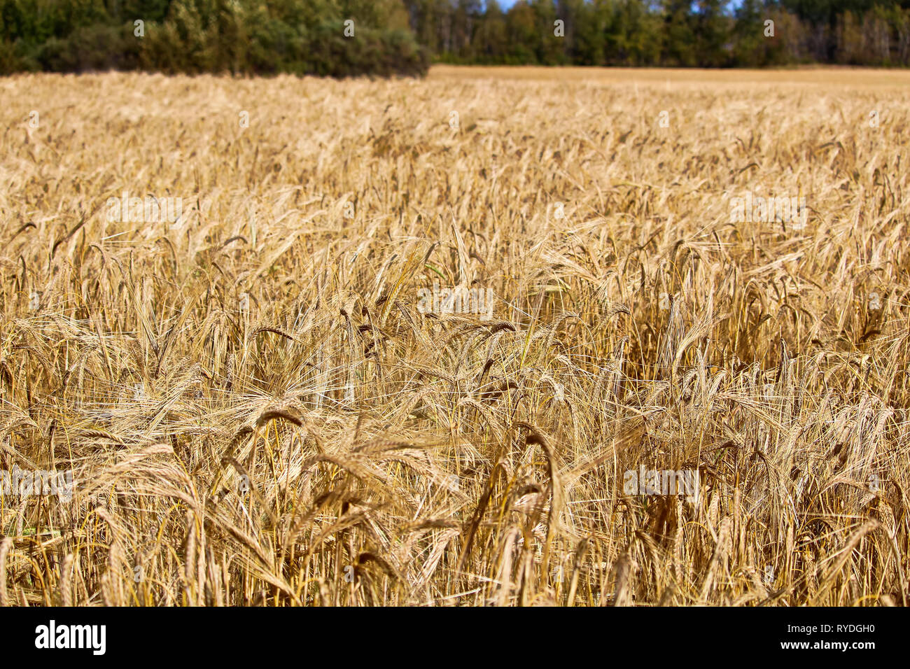 Barley trade hi-res stock photography and images - Alamy
