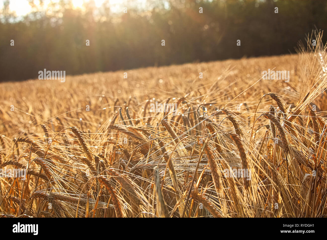 Heavy barely heads in a field bend as the sun sets Stock Photo - Alamy