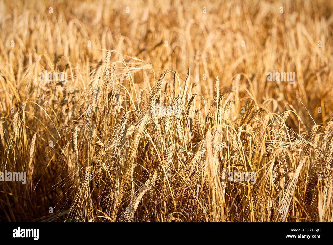 A detailed background of ripe grain heads Stock Photo - Alamy