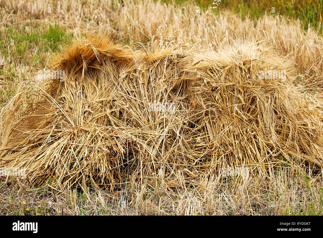 A stook of barely piled together for harvest Stock Photo - Alamy