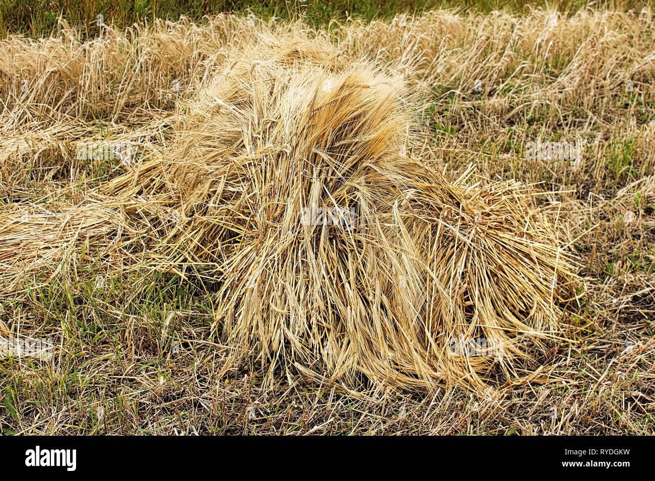 A stook of barely piled together for harvest Stock Photo - Alamy
