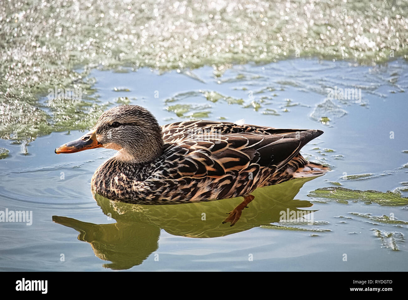 Hen mallard profile view hi-res stock photography and images - Alamy