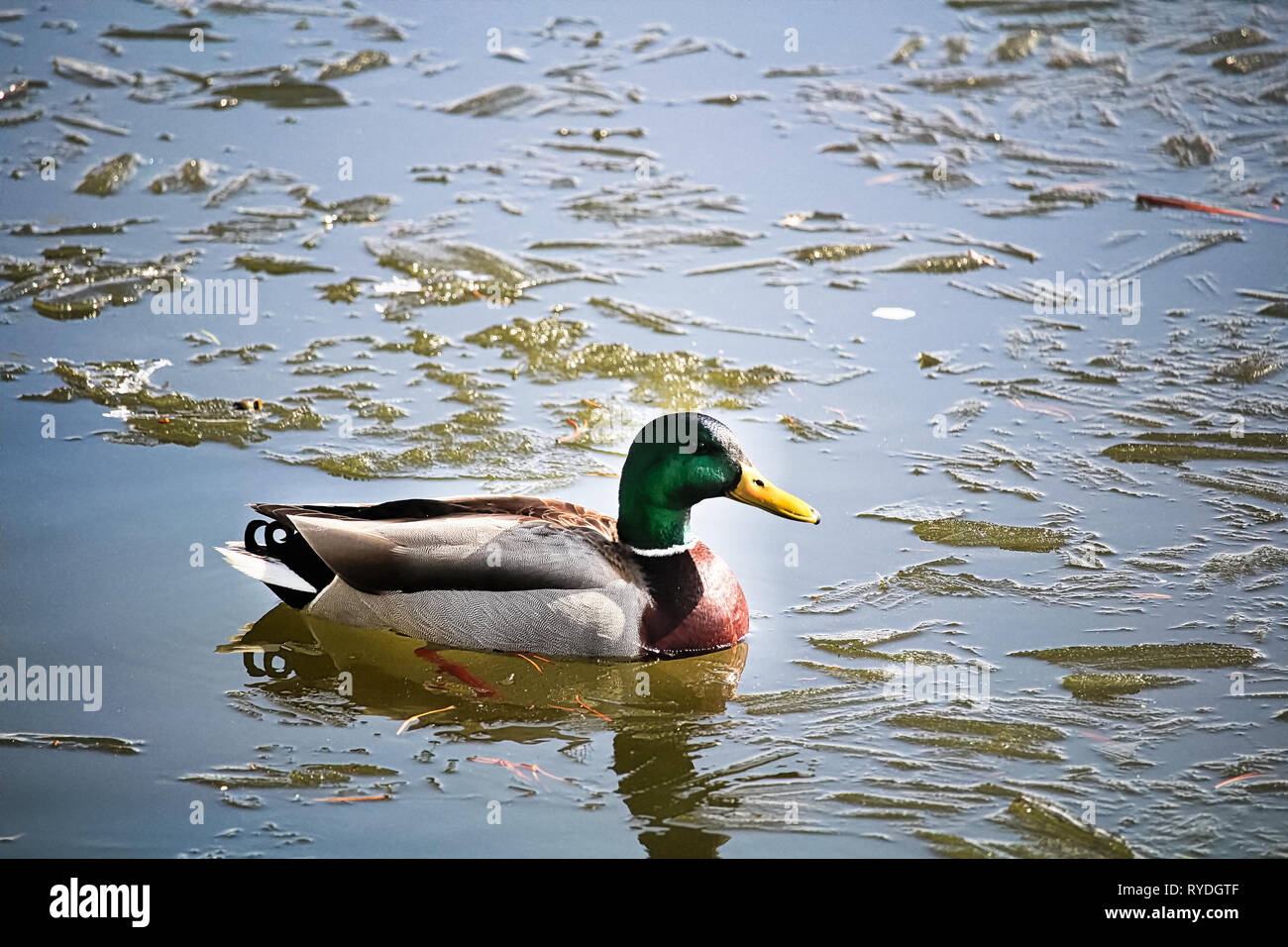 Hen mallard profile view hi-res stock photography and images - Alamy