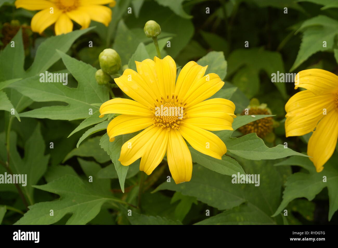 Beautiful yellow flower hi-res stock photography and images - Alamy