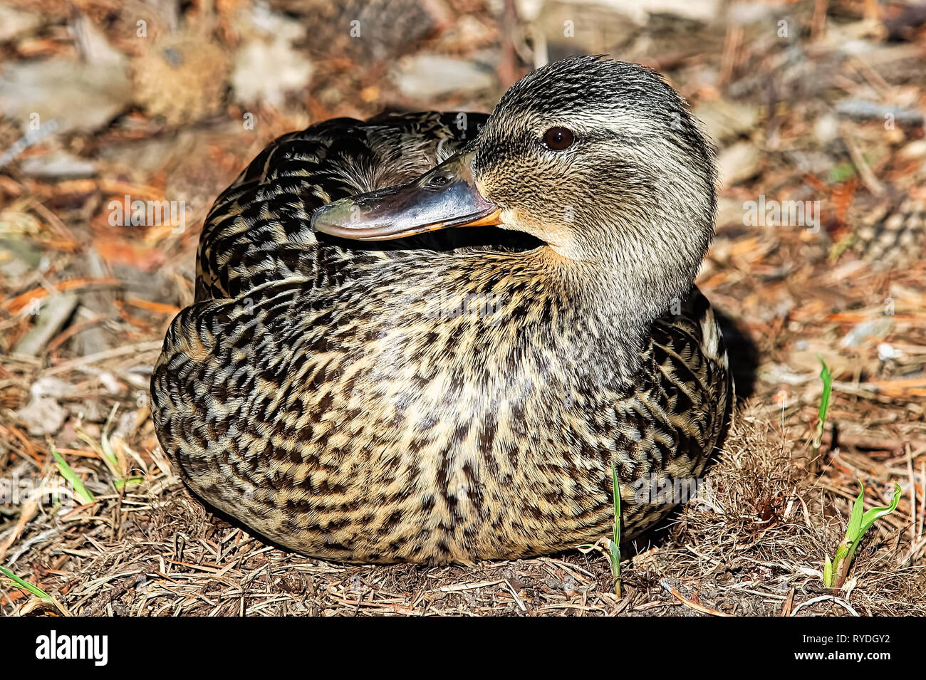 Hen mallard profile view hi-res stock photography and images - Alamy