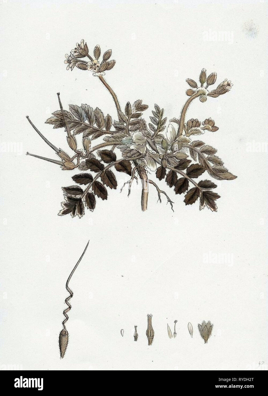 The storks illustrated hi-res stock photography and images - Alamy