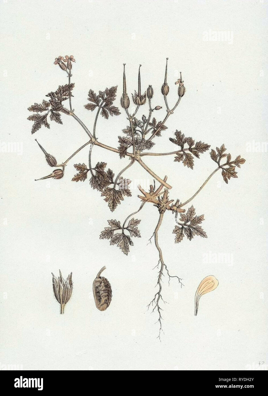 Geranium Robertianum Var. Purpureum Herb Robert Var. Y Stock Photo - Alamy