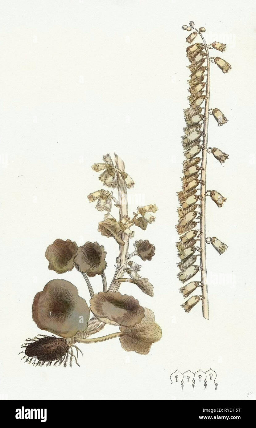 Navel wort hi-res stock photography and images - Alamy