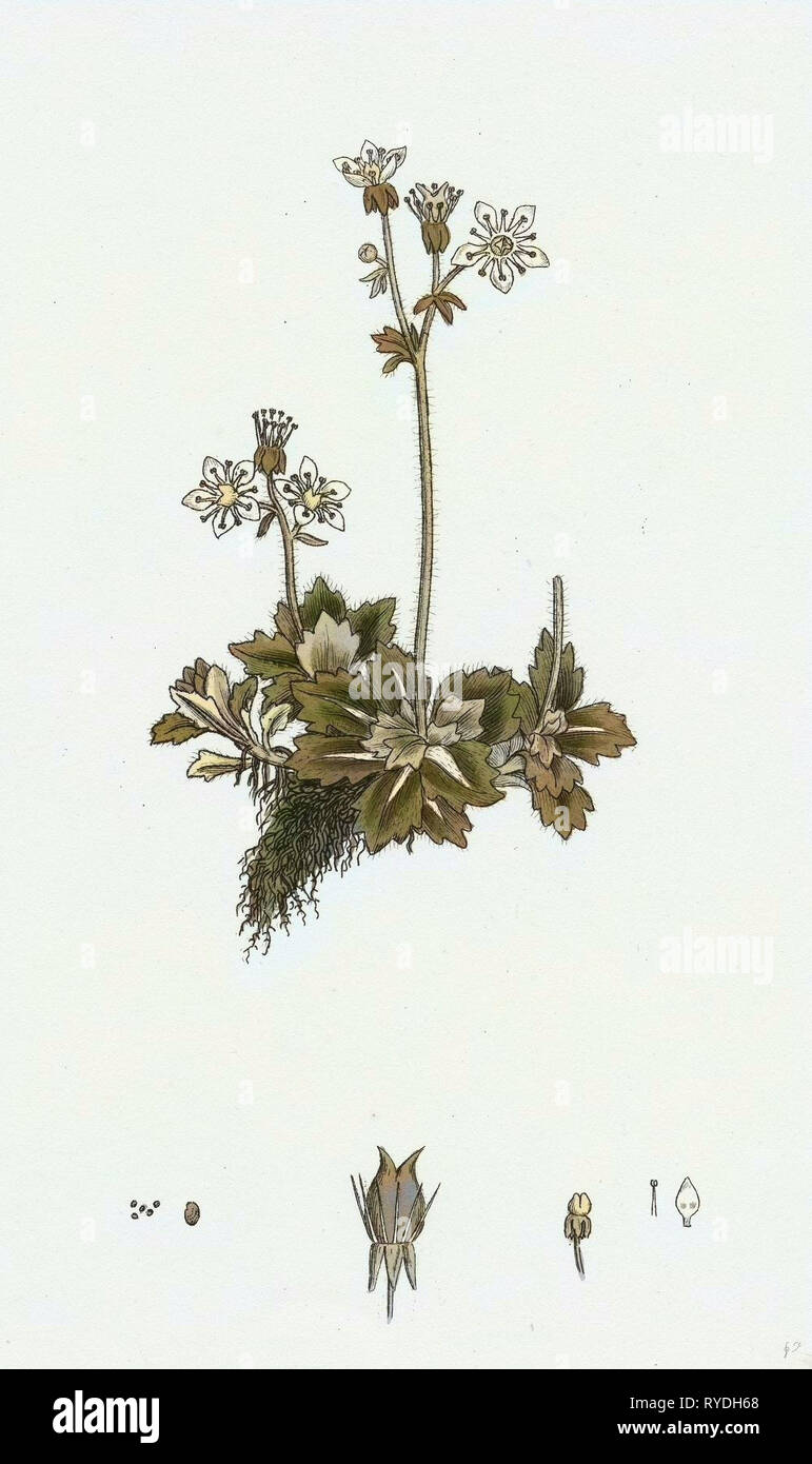 Saxifraga stellaris hi-res stock photography and images - Alamy