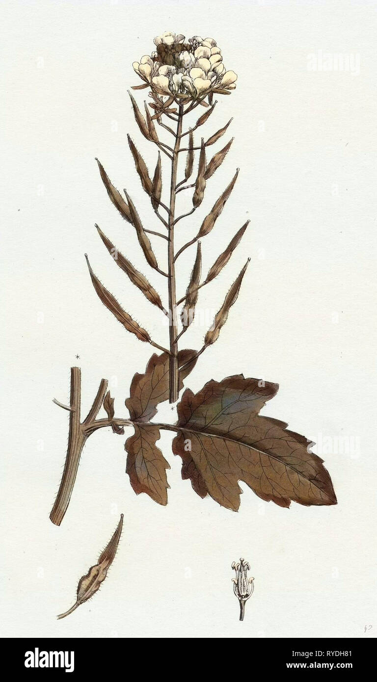 History of mustard hi-res stock photography and images - Alamy