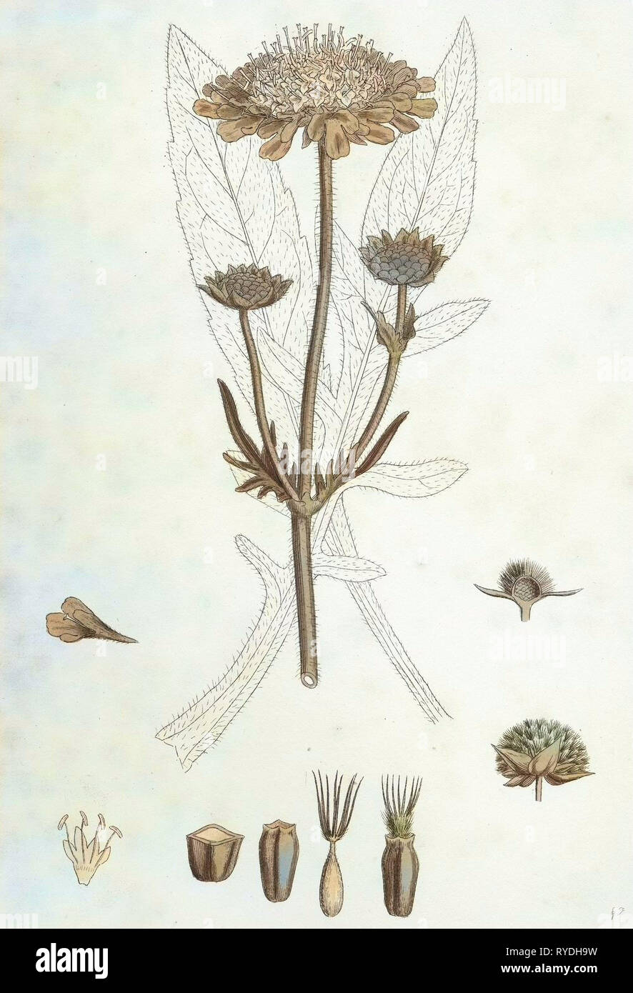 Botanical illustration of scabiosa arvensis hi-res stock photography ...