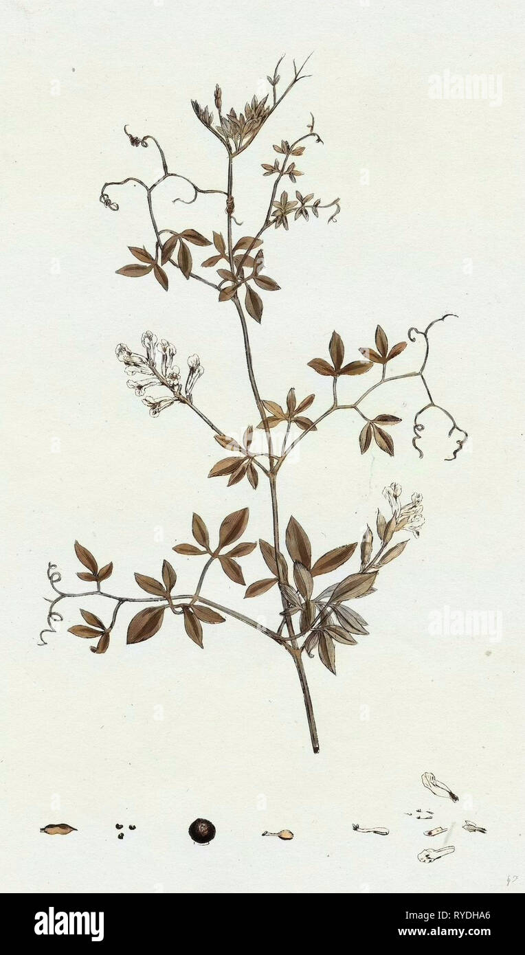 Climbing fumitory hi-res stock photography and images - Alamy