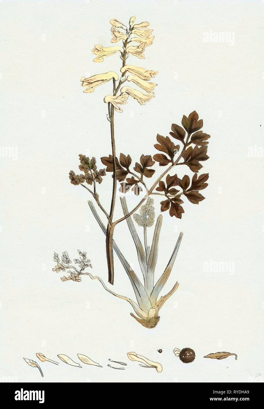 Yellow corydalis hi-res stock photography and images - Alamy