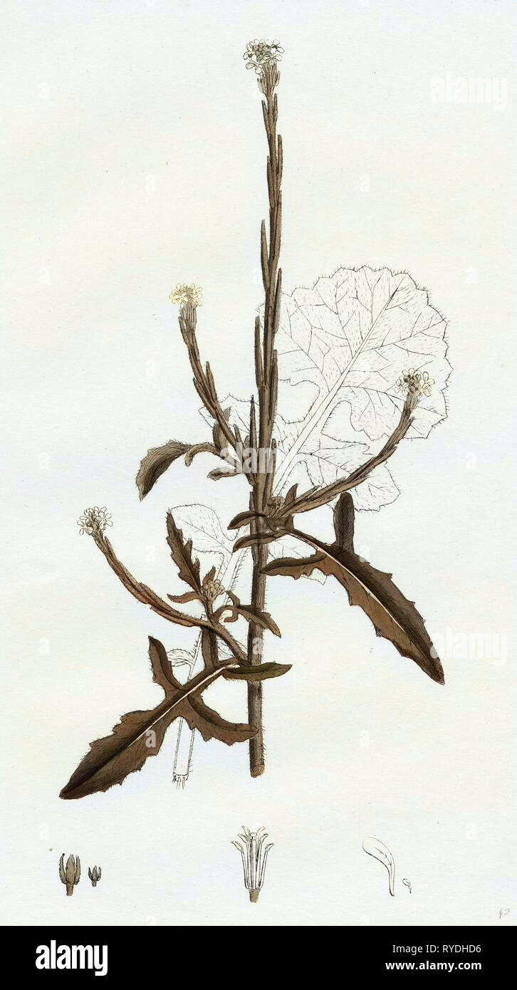 Sisymbrium officinale hi-res stock photography and images - Alamy