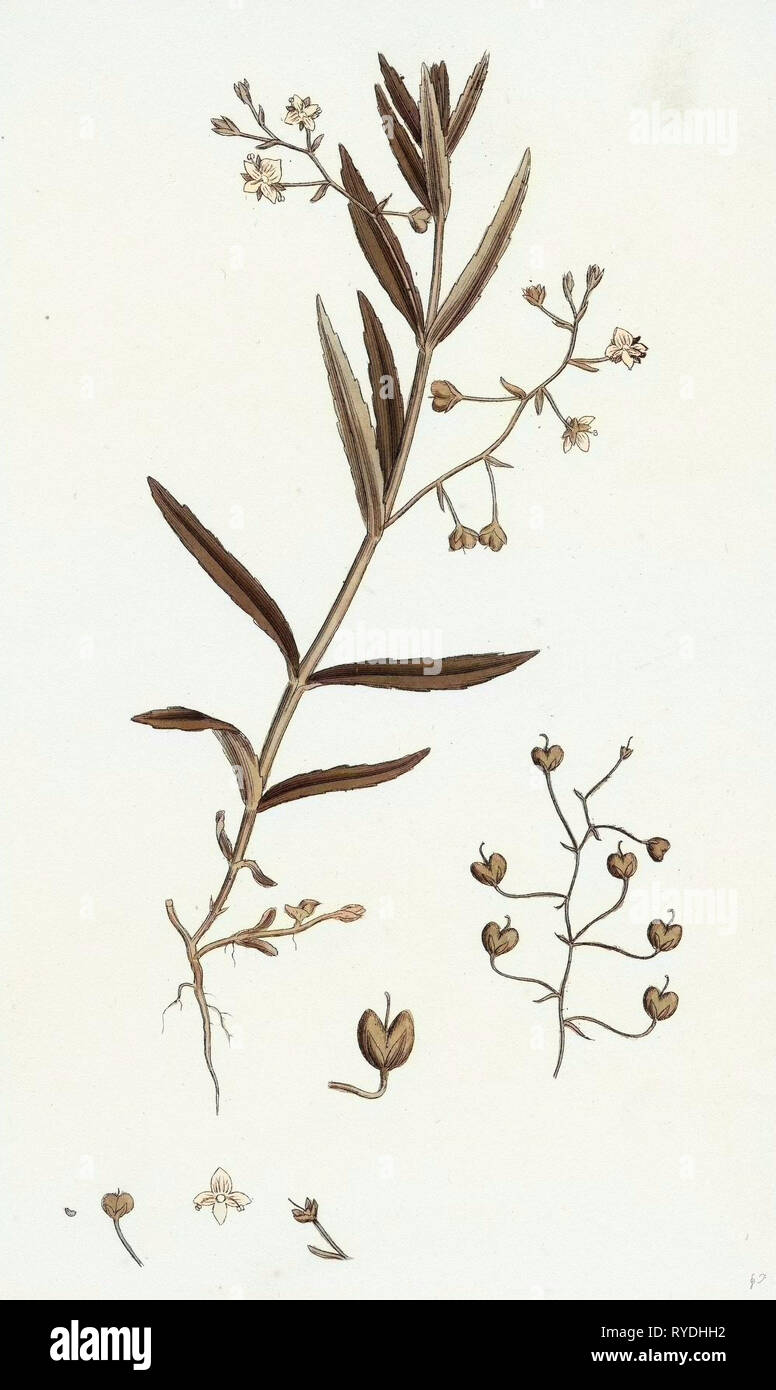 Veronica Scutellata Marsh Speedwell Stock Photo - Alamy