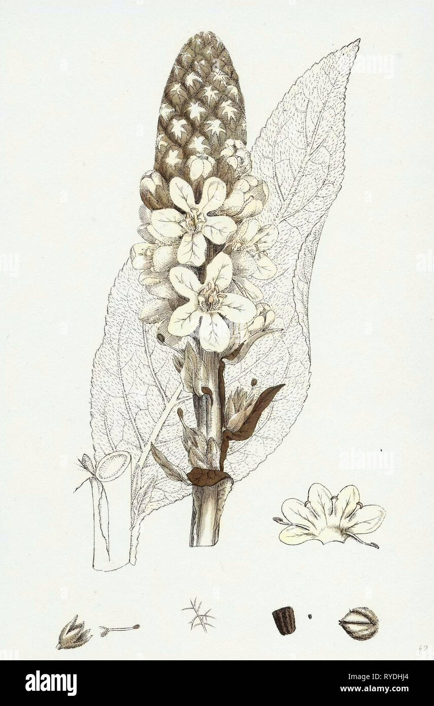 Thapsus hi-res stock photography and images - Alamy