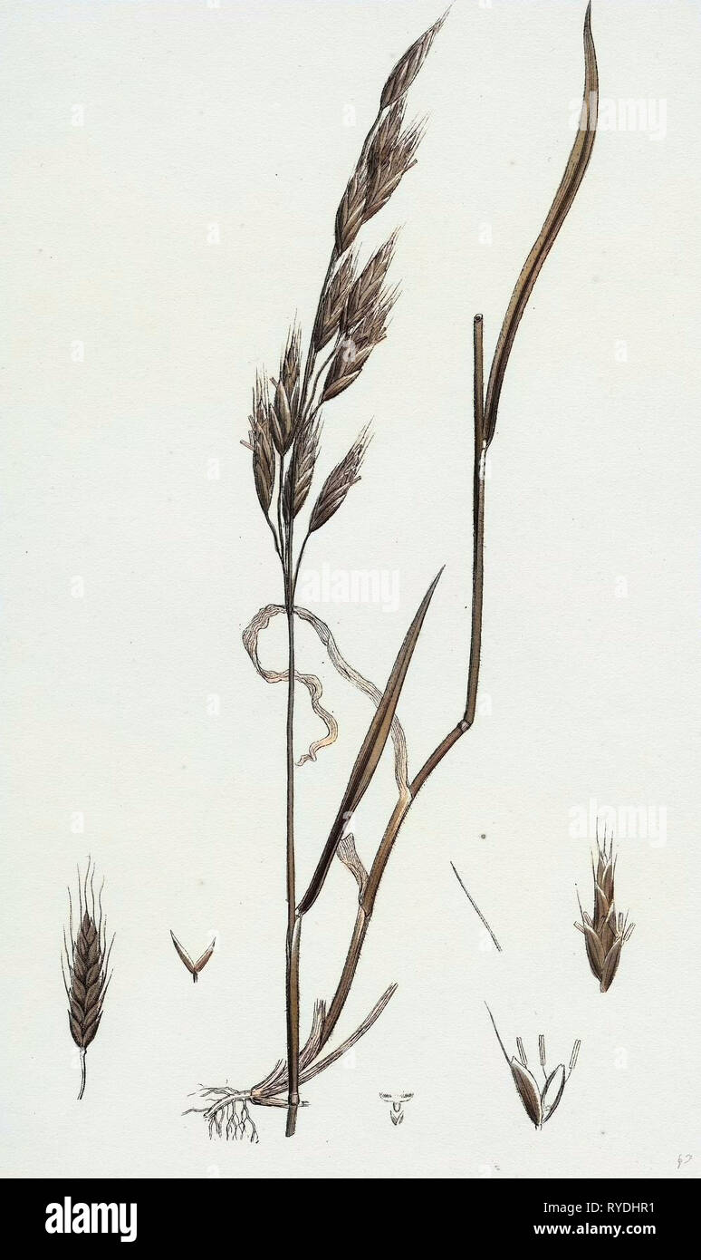 Bromus Commutatus Confused Brome-Grass Stock Photo - Alamy