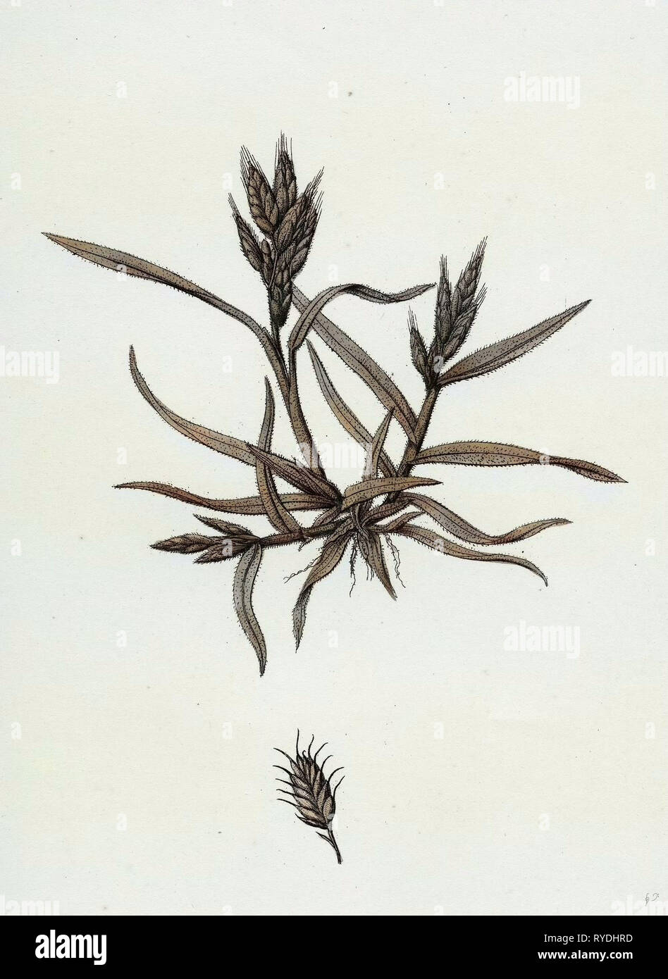 Bromus Mollis Var. Ferronii Soft Brome-Grass Var. Y Stock Photo - Alamy
