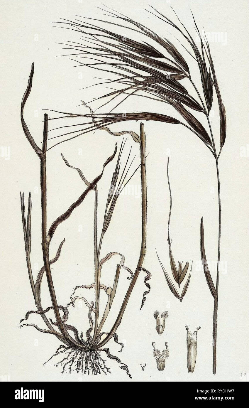 Great brome grass hi-res stock photography and images - Alamy